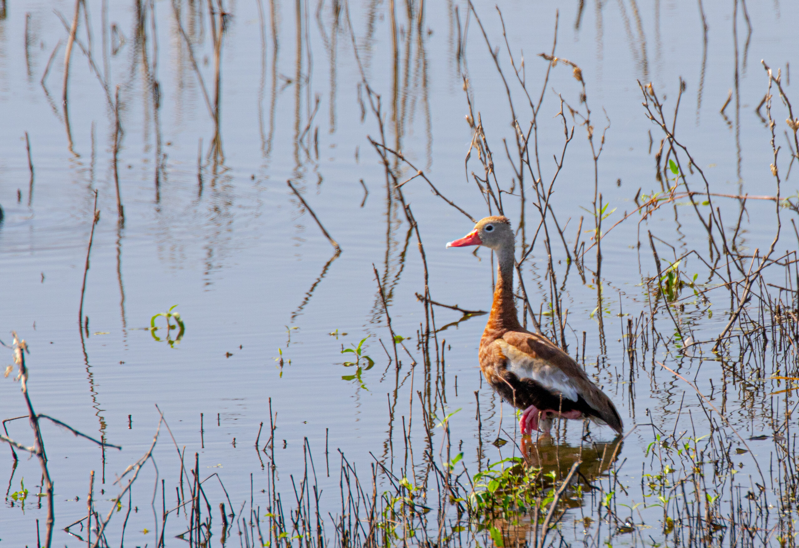Add Texas Audubon Sites to your Hike List - Best Texas hiking & camping ...